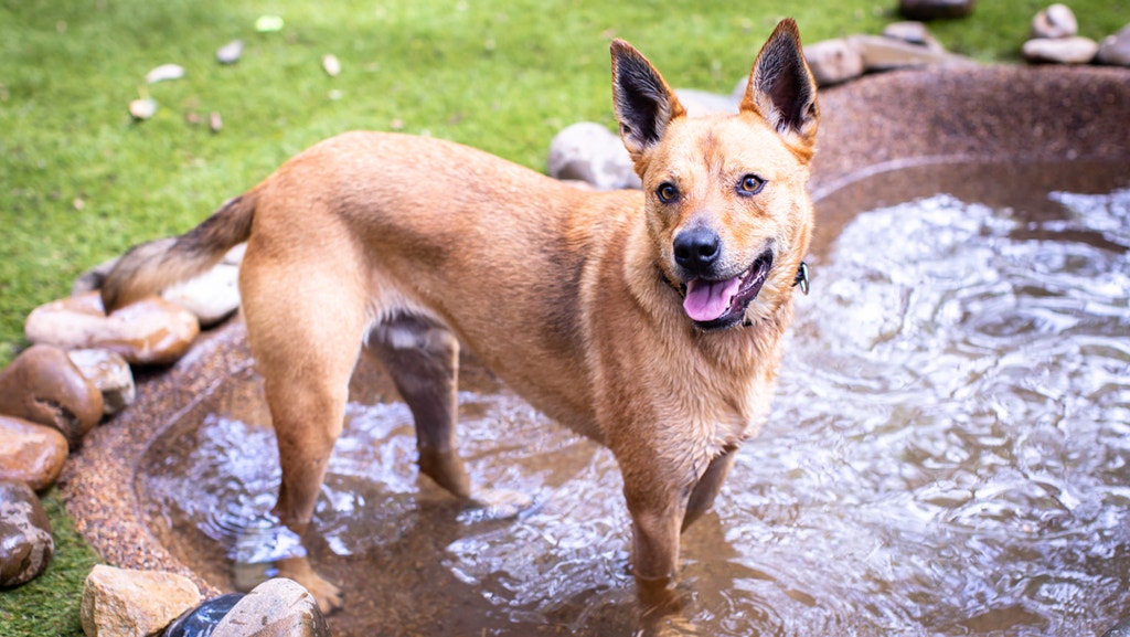 Dingo German Shepherd Mix