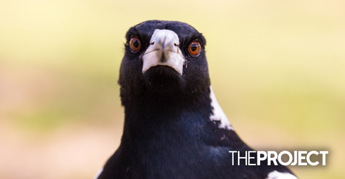 The Foolproof Way To Avoid Magpie Swooping Season, According To Experts ... The Foolproof Way To Avoid Magpie Swooping Season, According To Experts ...